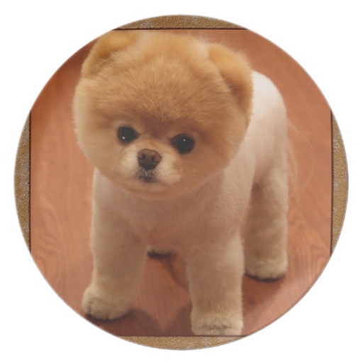 Perritos bebé - Imagui