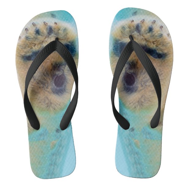 Chanclas Oso - Sandalias | Zazzle.es