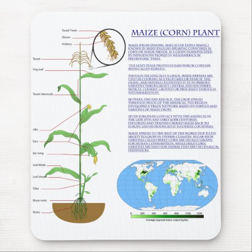 Descripcion de la planta de maiz - Imagui