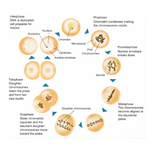 Diagrama esquemático de la mitosis celular poster | Zazzle
