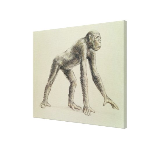 Dryopithecus Africanus Impresiones En Lona | Zazzle