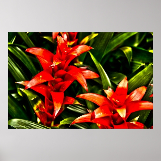 Que son las flores exoticas - Imagui