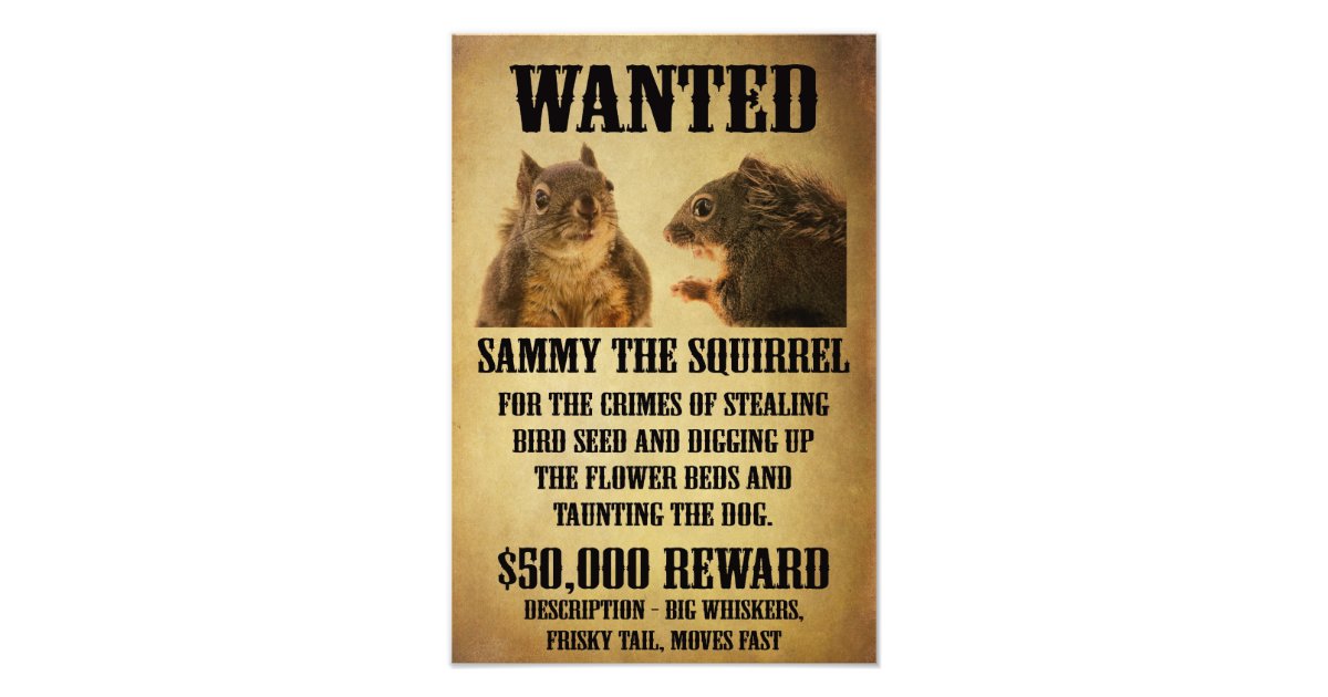 Foto Se busca Poster con ardilla | Zazzle.es
