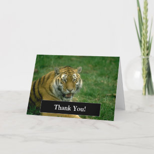 Tarjetas Tigres | Zazzle.es