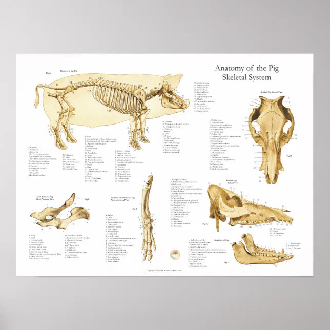 Gráfica de Posters de anatomía esquelética de porc | Zazzle.es