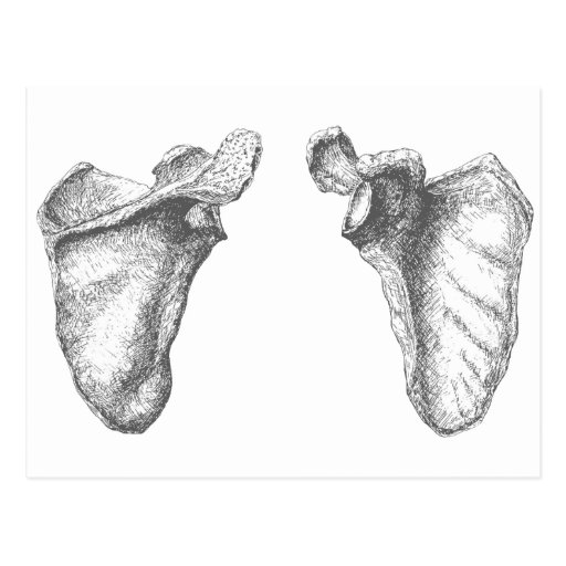 Gris del omóplato postal | Zazzle