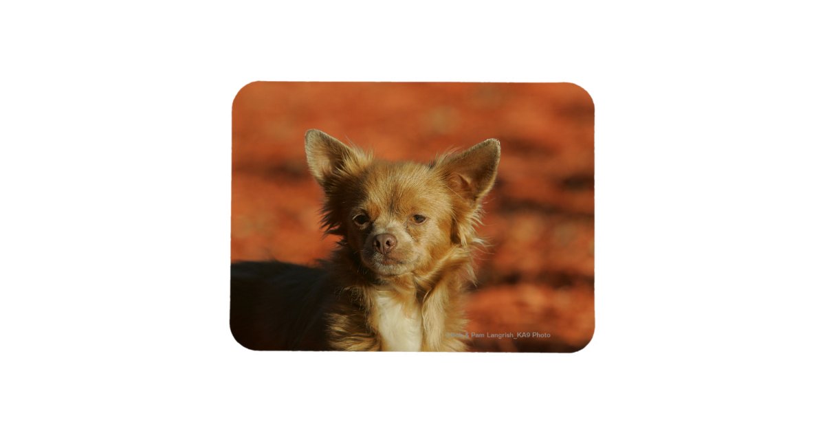 Imán Chihuahua Puppy Headshot | Zazzle.es