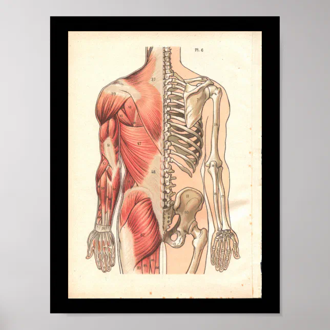Impresión de músculo humano vintage y anatomía esq | Zazzle.es