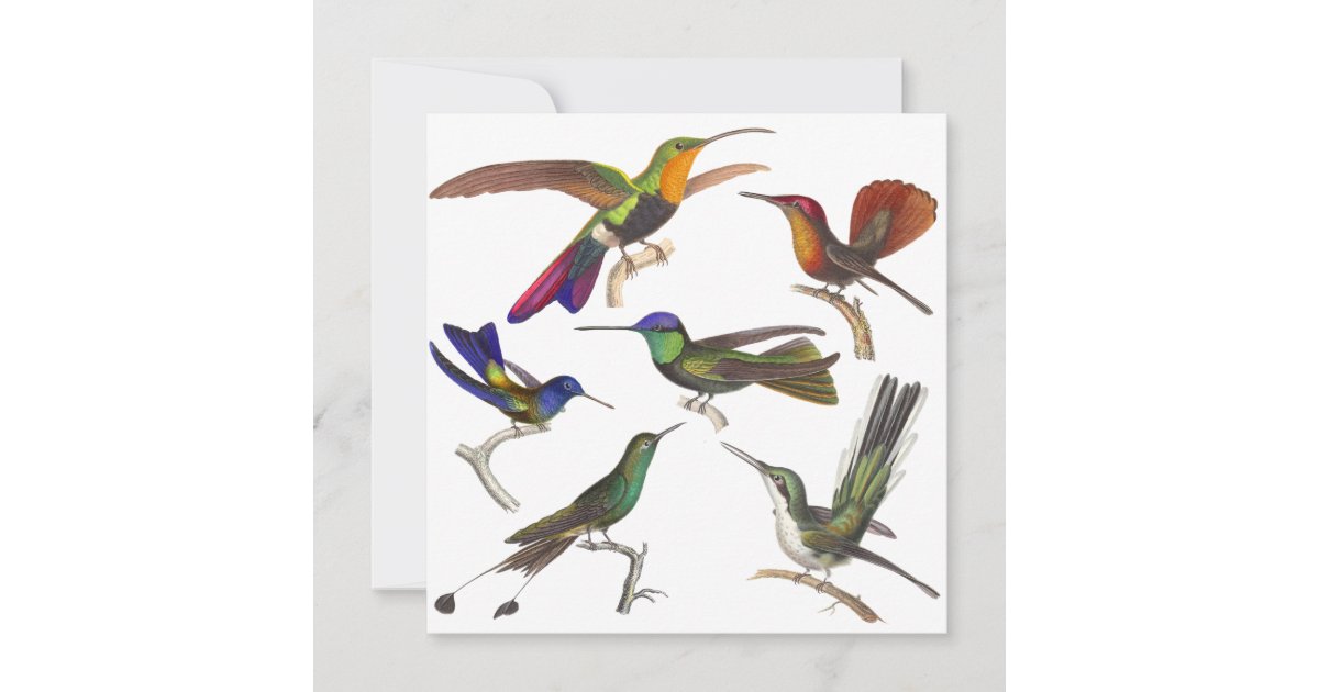 Invitación del colibrí - 6 colibríes hermosos | Zazzle.es