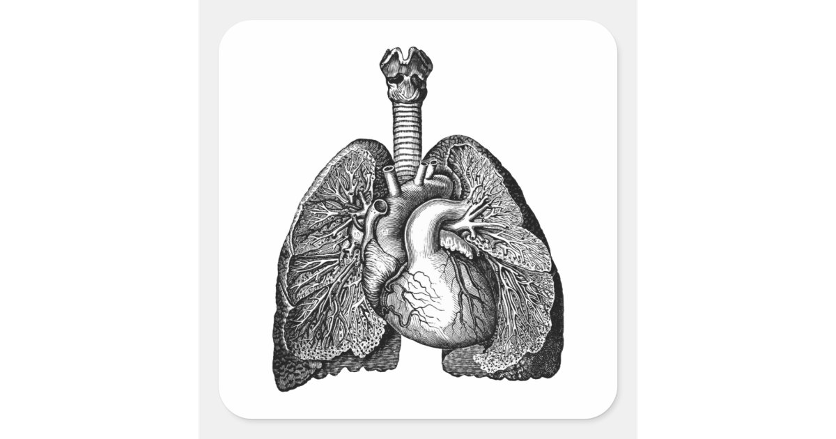 Pegatina Cuadrada Biología humana Anatomía Corazón pulmón Ciencia Ar ...