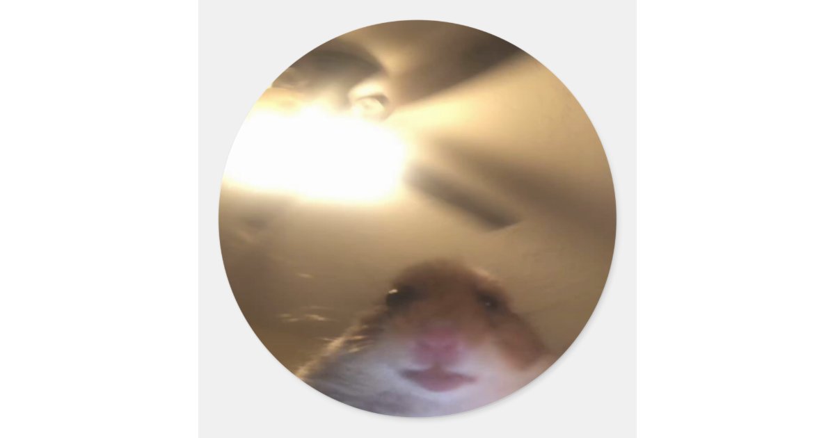Pegatina Redonda Meme de Hamster Staring | Zazzle.es