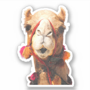 Pegatinas Camello - Calcomanías | Zazzle.es