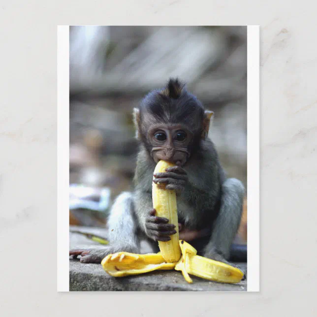 Postal Bebé lindo macaco mono comiendo banana | Zazzle.es