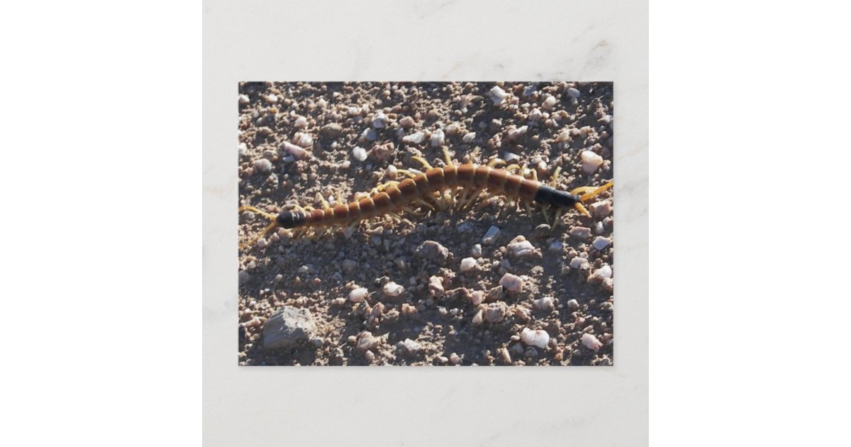 Postal Giant Desert Centipede | Zazzle.es