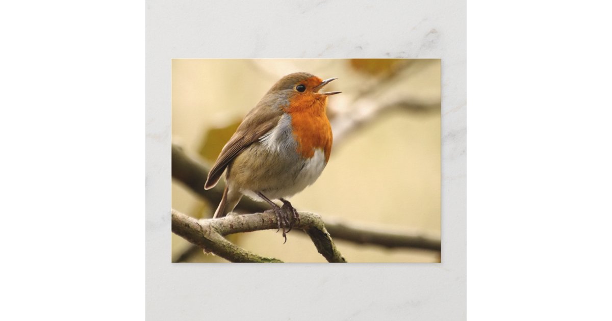 Postal Singing Robin | Zazzle.es