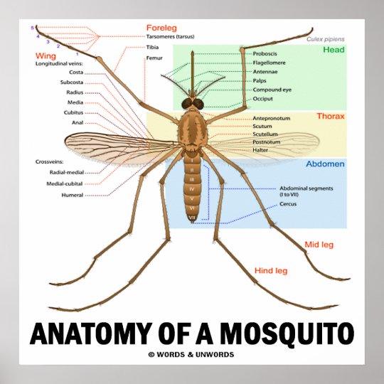 Póster Anatomía de un mosquito (entomología) | Zazzle.es