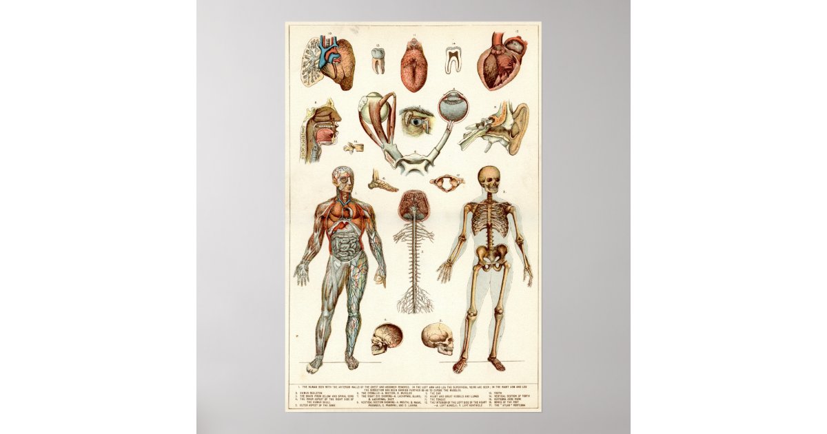 Póster Anatomía del cuerpo humano | Zazzle.es