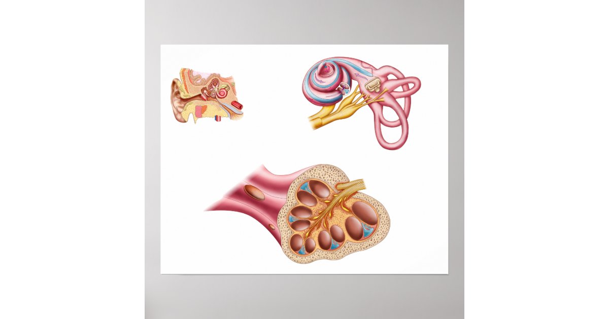 Póster Anatomía Del Ducto Coclear En El Oído Humano | Zazzle.es