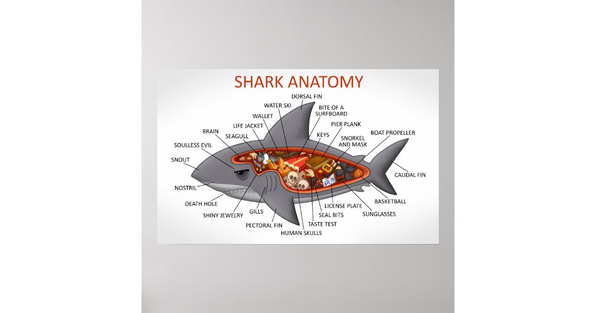 Póster Anatomía del tiburón | Zazzle.es