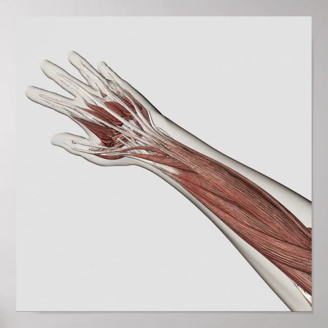 Póster Anatomía Muscular Del Brazo Y La Mano Humanos | Zazzle.es