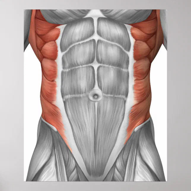 Anatomía Abdominal Masculina
