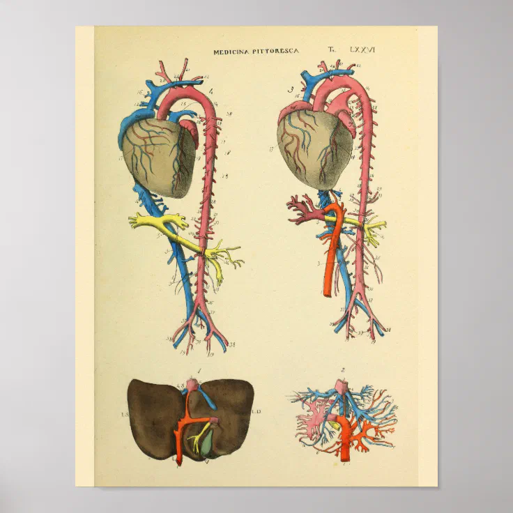 Póster Anatomía vintage de Heart Aorta | Zazzle.es