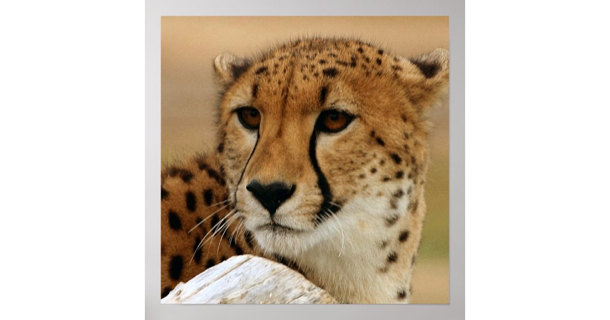 Póster Cheetah Poster | Zazzle.es
