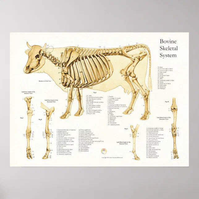 Póster Cow Bovine Skeletal Anatomy Poster | Zazzle.es