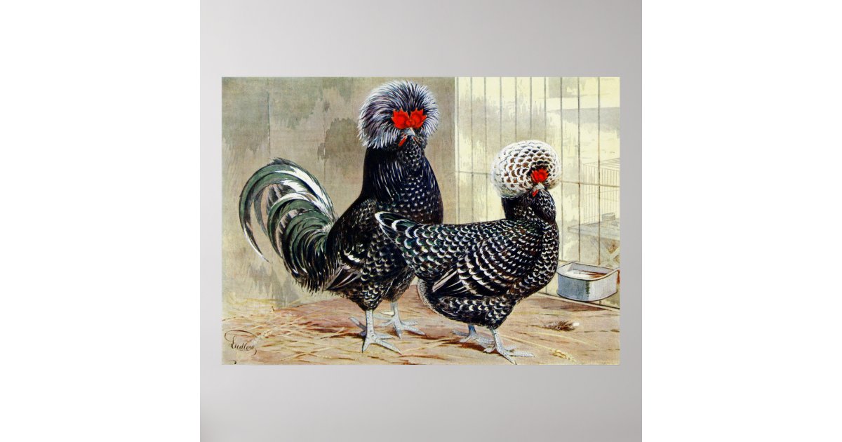 Póster Cute Country rooster cuando poster de cocina vinta | Zazzle.es