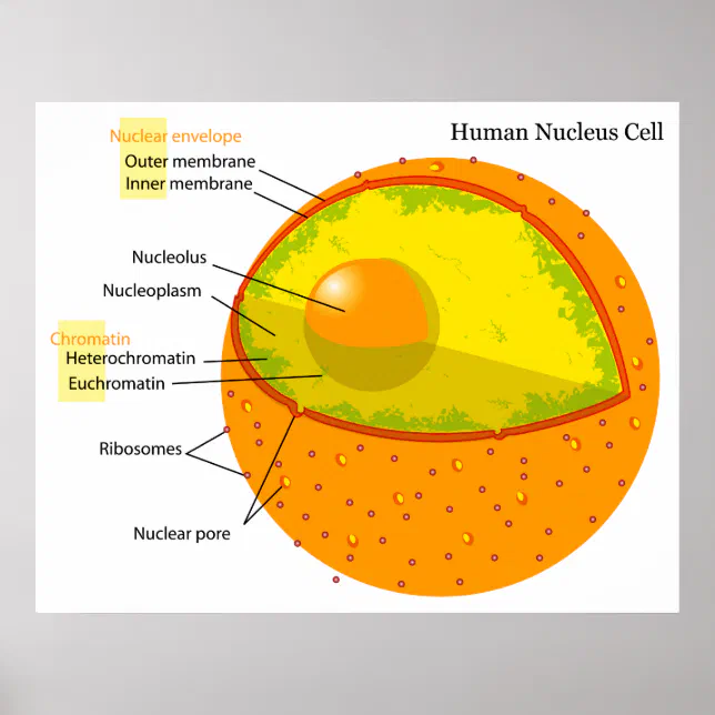 Póster Diagrama biológico de un núcleo celular humano | Zazzle.es