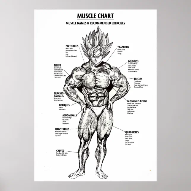 Póster Diagrama de anatomía animada, gráfico muscular - M | Zazzle.es