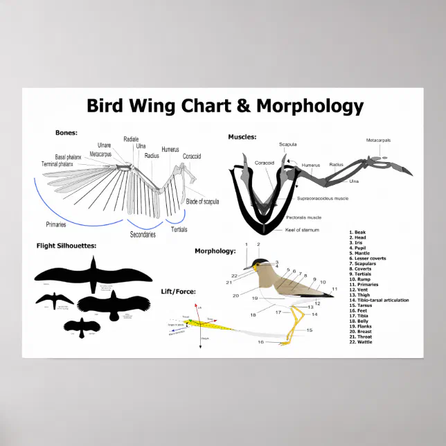 Póster Diagrama de la Anatomía de Alas Aves Aves | Zazzle.es