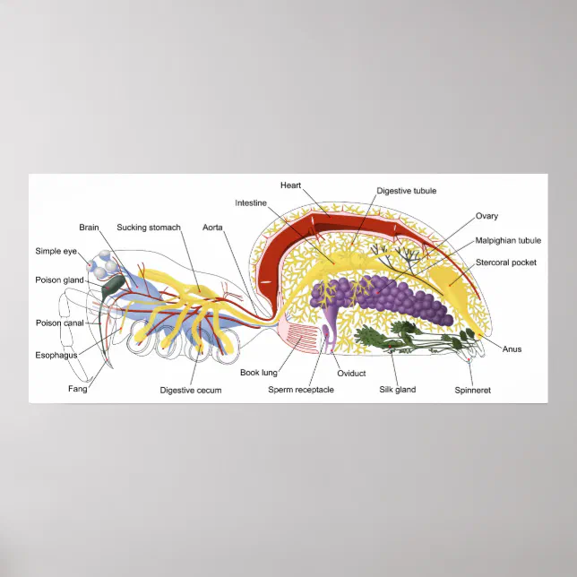 Anatomía Interna De La Araña