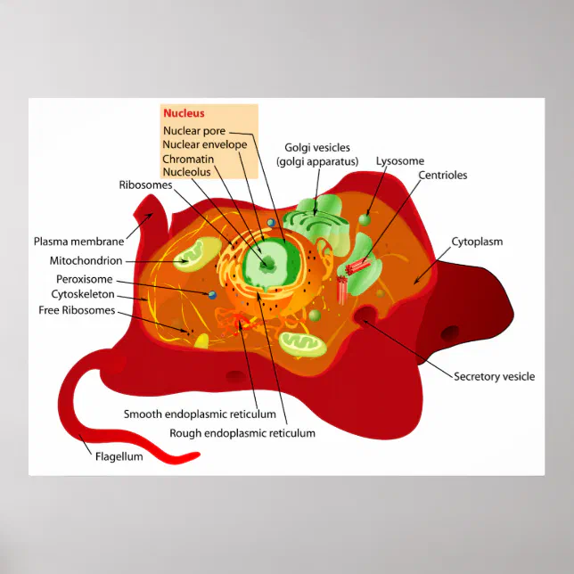 Póster Diagrama de la estructura celular de una célula an | Zazzle.es