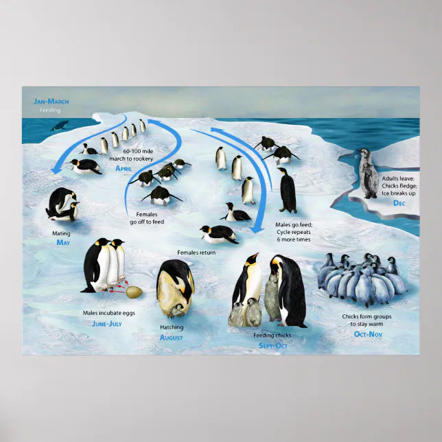 Póster Diagrama de un ciclo de vida del pingüino emperado | Zazzle.es