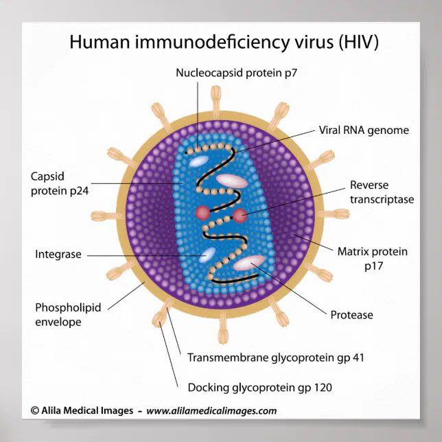 Anatomía Del Virus Del Sida