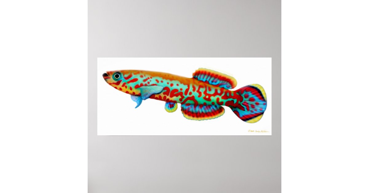 Póster Fundulopanchax Gardneri Killifish Poster | Zazzle.es