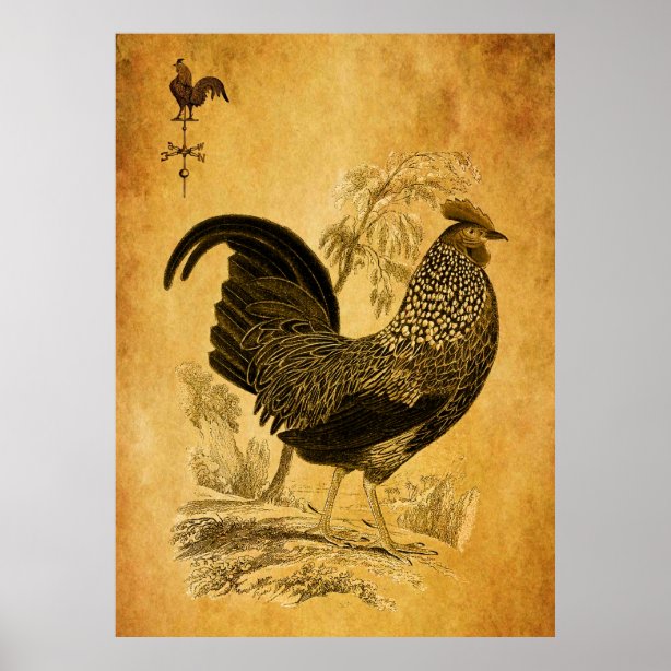 Pósters Gallo Vintage | Zazzle.es