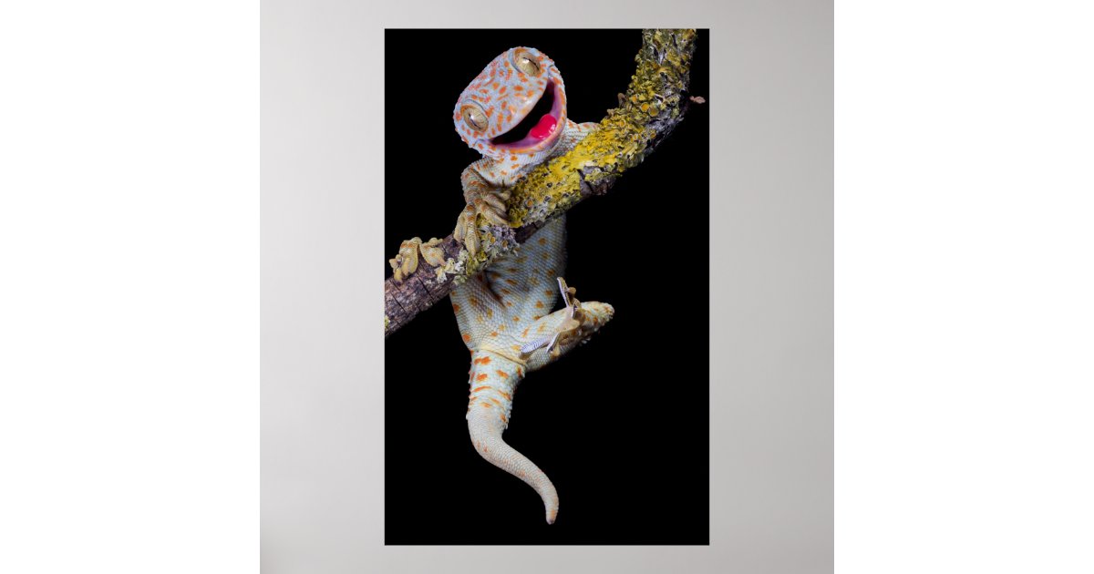 Póster Gecko sonriente de Tokay en una sucursal | Zazzle.es