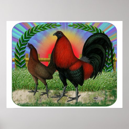 Pósters Gallos | Zazzle.es