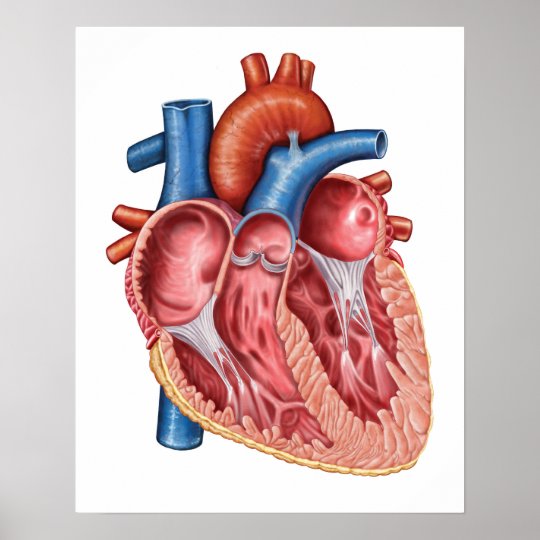 Póster Interior del corazón humano | Zazzle.es