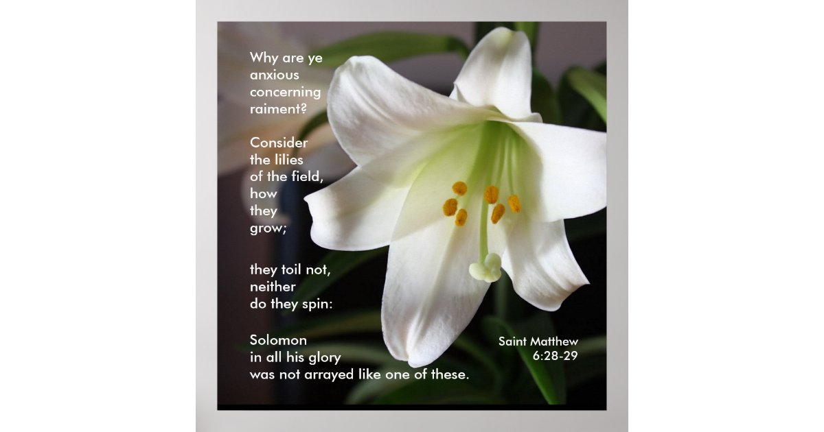 Póster Lilies of the Field - Poster | Zazzle.es