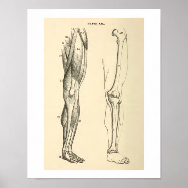 Póster Músculos de la anatomía de vintage y pierna humana | Zazzle.es
