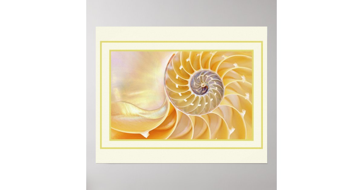 Póster Nautilus Poster | Zazzle.es