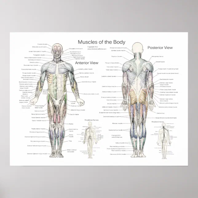 Póster Poster de anatomía muscular anterior y posterior | Zazzle.es