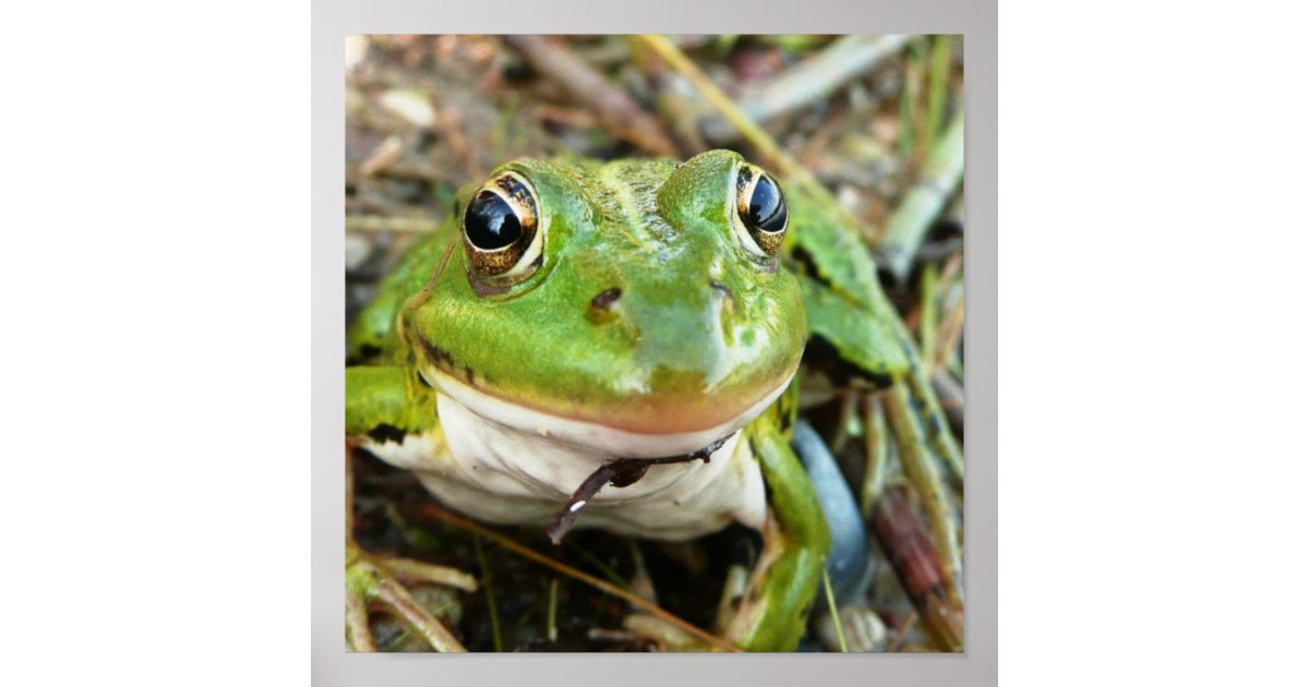 Póster Poster de ojos de rana | Zazzle.es