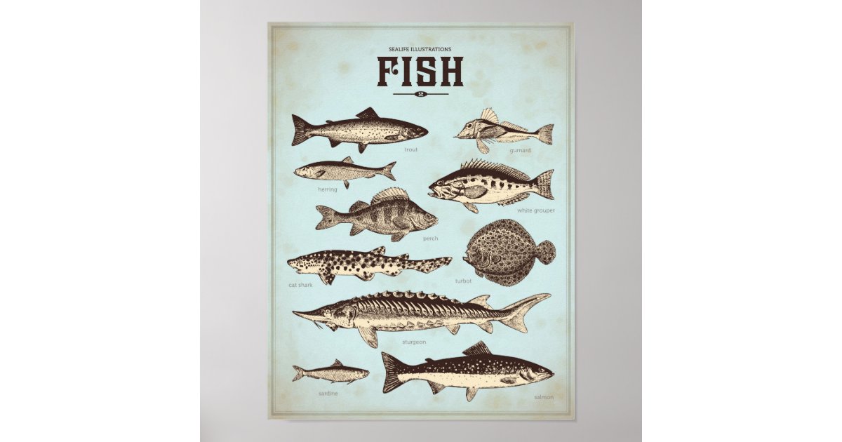 Póster Poster marino retro con diferentes tipos de peces | Zazzle.es