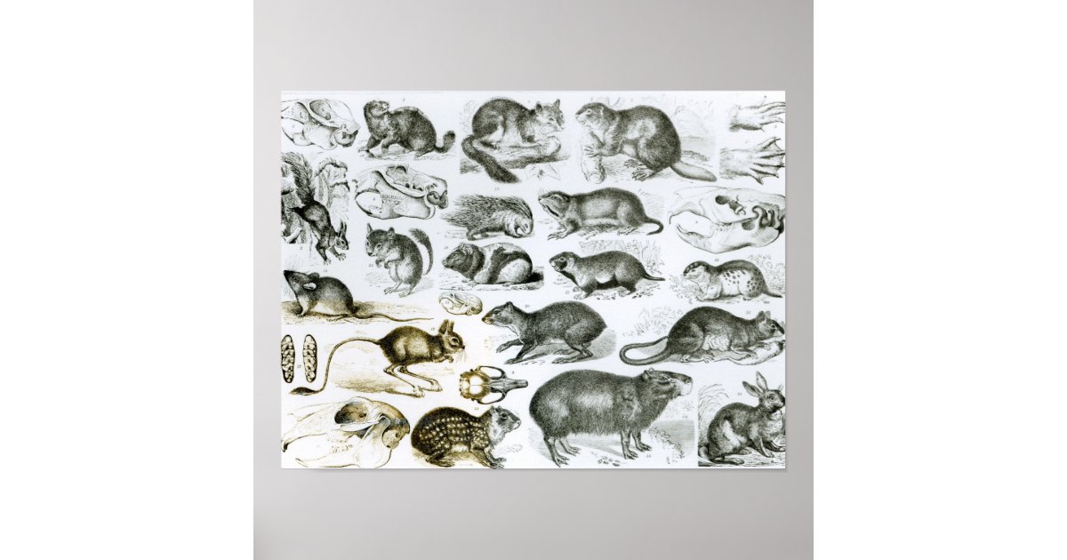 Póster Rodentia-Rodents o Gnawing Animals | Zazzle.es
