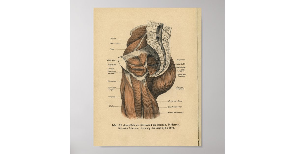 Póster Vintage 1888 German Anatomy Print Pelvic Muscles | Zazzle.es