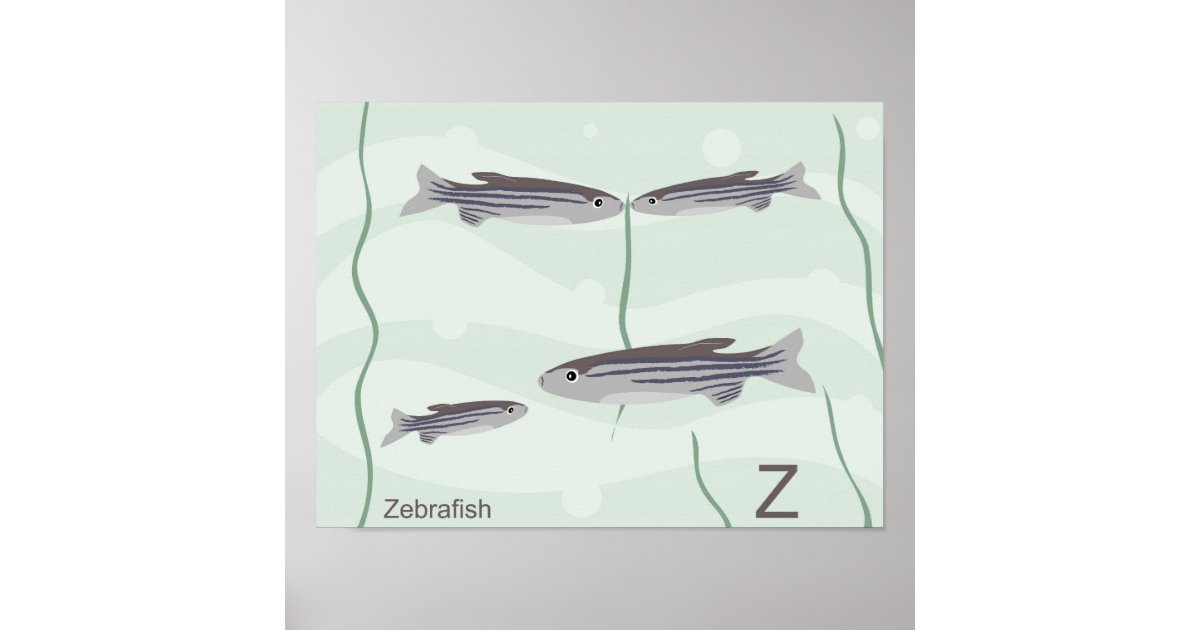 Póster Z Poster de pez cebra | Zazzle.es